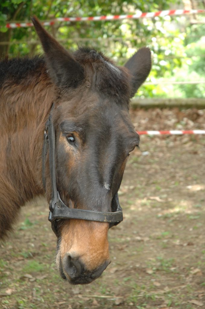 E' morto Iroso, il mulo piú vecio - Associazione Nazionale Alpini
